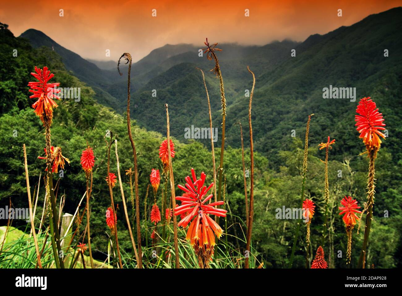 Alpine landscape Cordiliera Central, Colombia, South America Stock ...