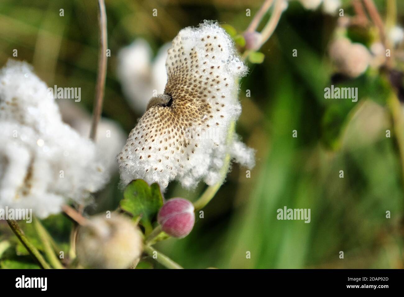 Anemone japonica seeds hi-res stock photography and images - Alamy