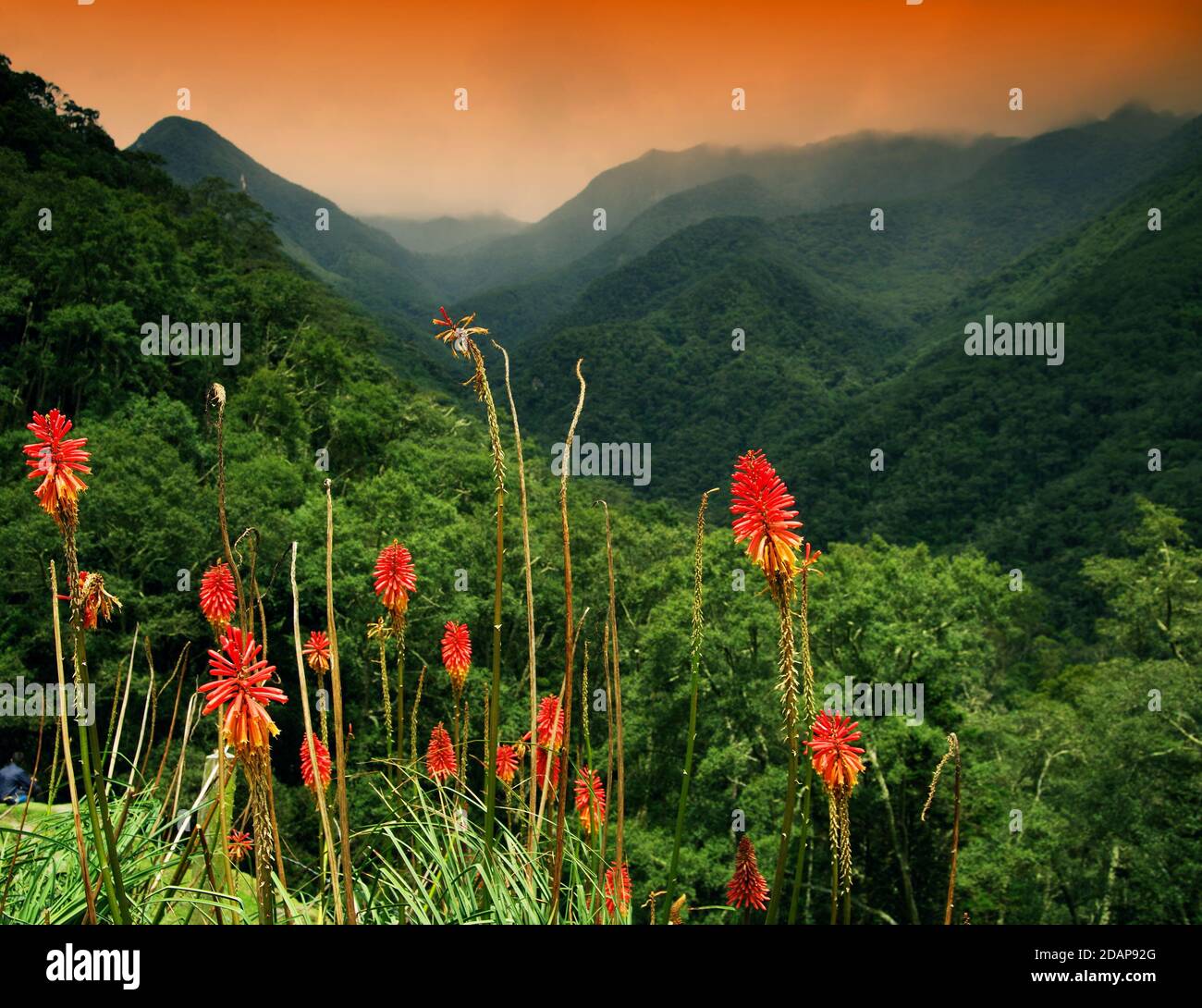 Alpine landscape Cordiliera Central, Colombia, South America Stock ...