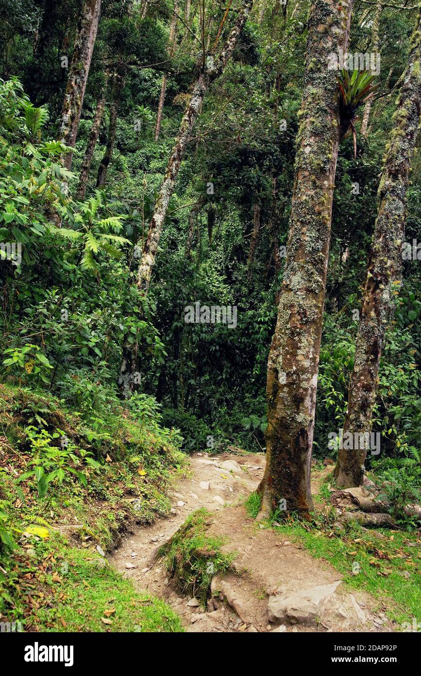 Alpine landscape Cordiliera Central, Colombia, South America Stock ...