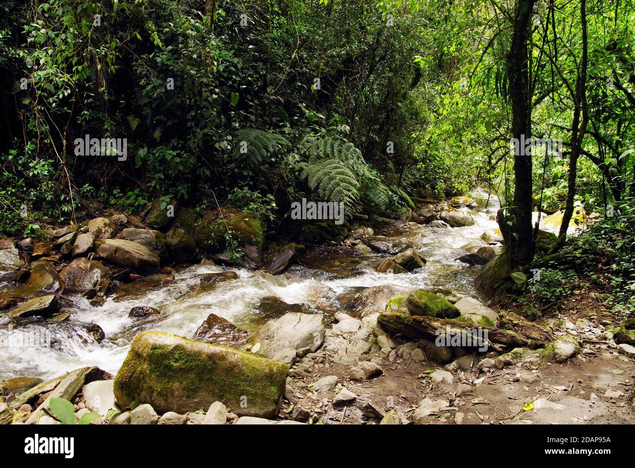 Alpine landscape Cordiliera Central, Colombia, South America Stock ...