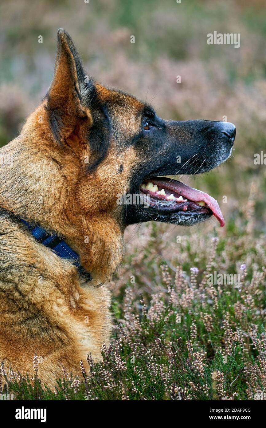 German Shepherd Nose Profile