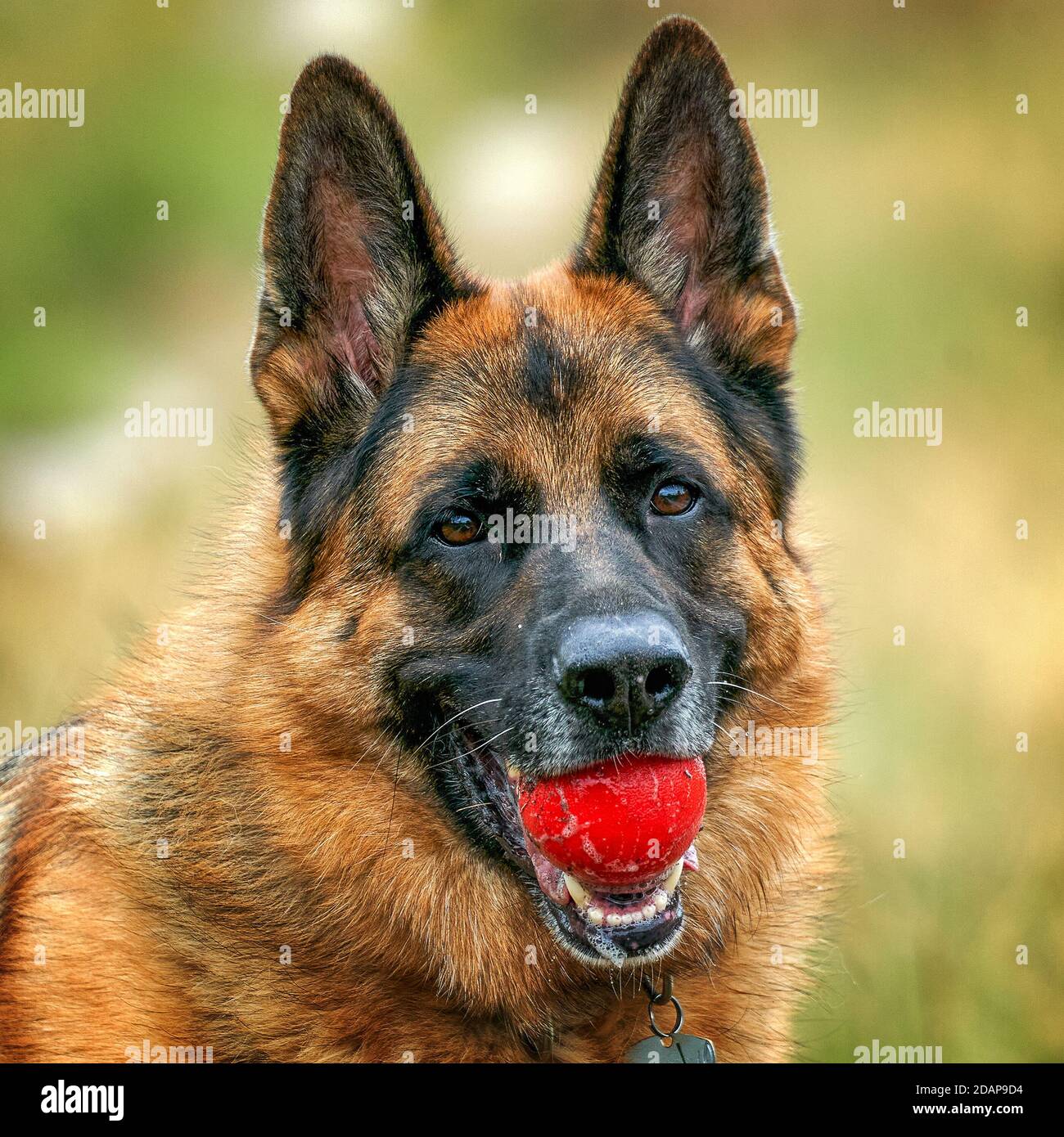 German Shepherd with Ball Stock Photo - Alamy