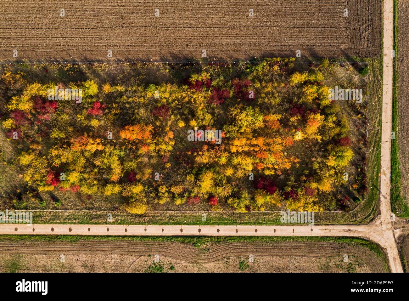 Dirt roads and fields form geometric figures together with an autumnal ...
