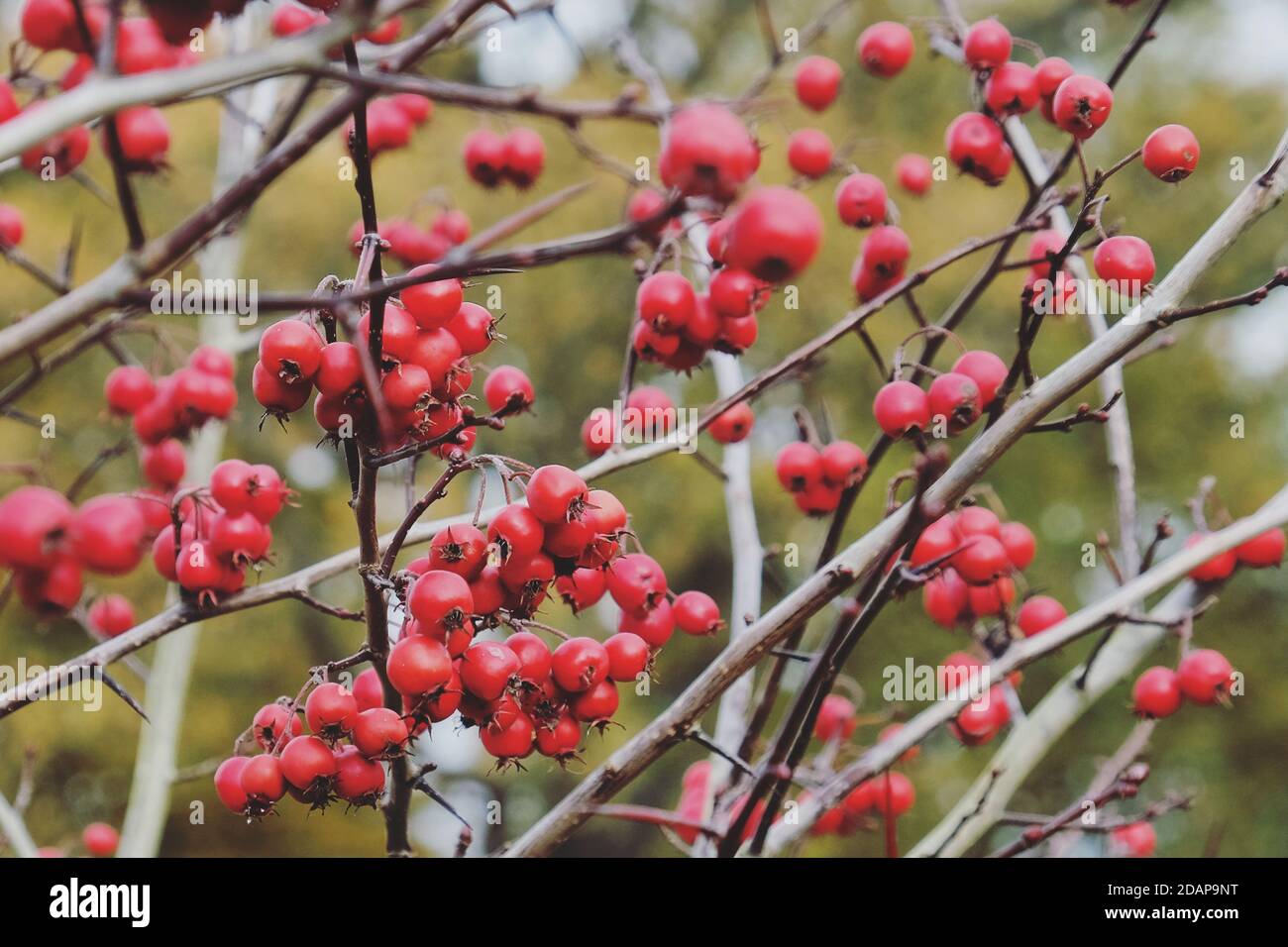 Broad leaved cockspur thorn hi-res stock photography and images - Alamy