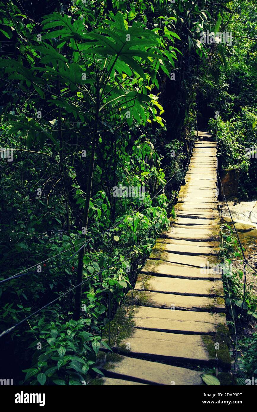 Scenic alpine landscape of Cocora valley, Salento, Colombia, South ...