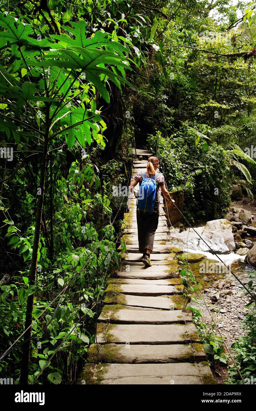 Scenic alpine landscape of Cocora valley, Salento, Colombia, South ...