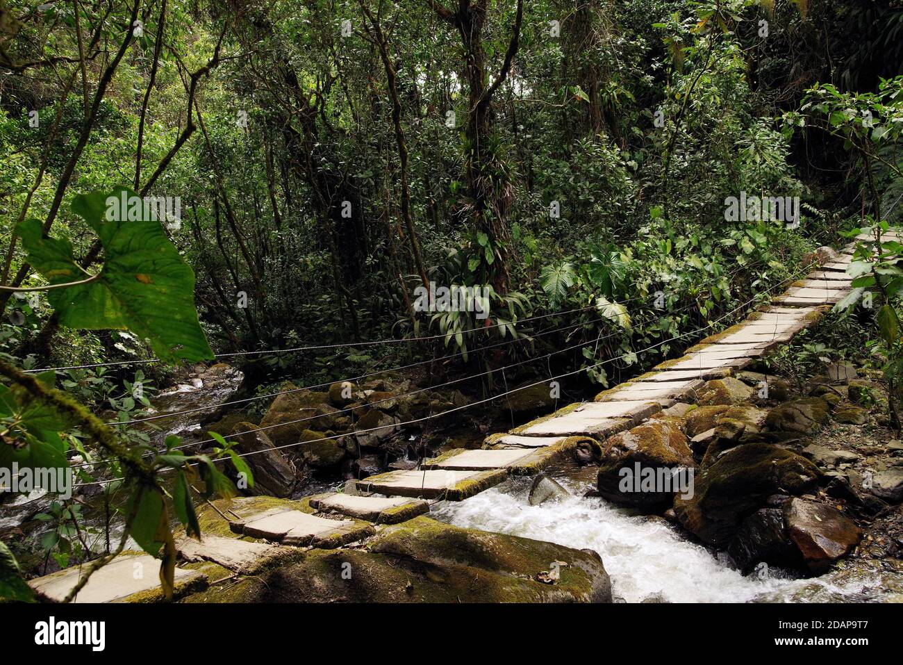 Scenic alpine landscape of Cocora valley, Salento, Colombia, South ...