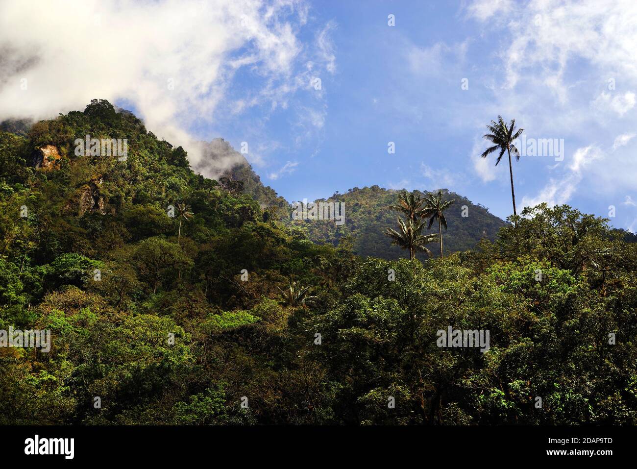 Scenic alpine landscape of Cocora valley, Salento, Colombia, South ...