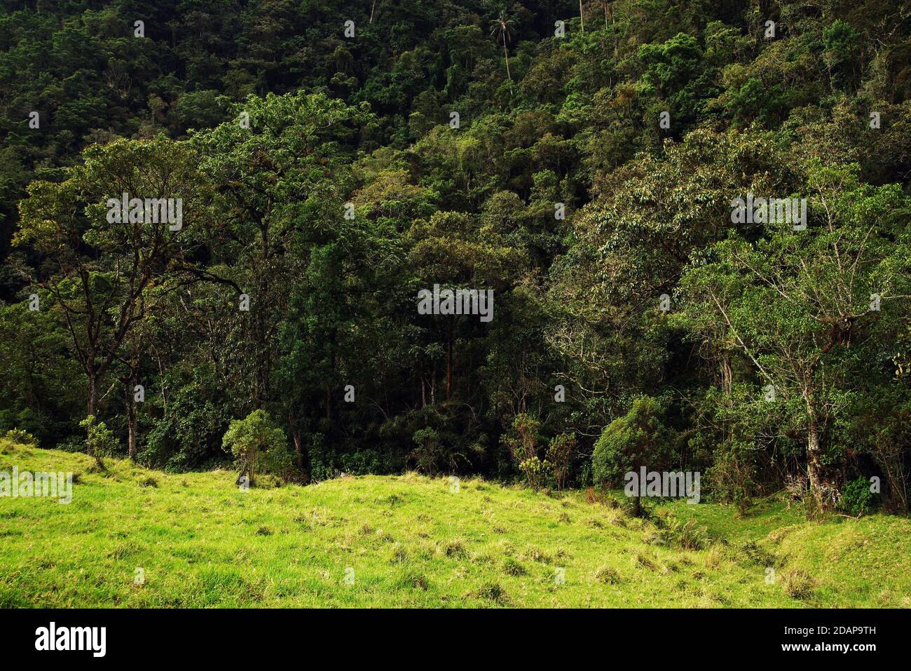 Scenic alpine landscape of Cocora valley, Salento, Colombia, South ...