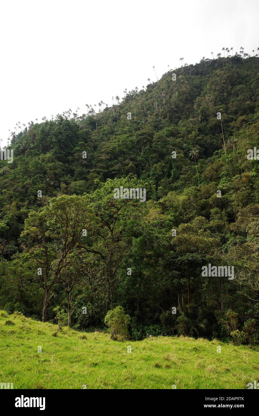 Scenic alpine landscape of Cocora valley, Salento, Colombia, South ...