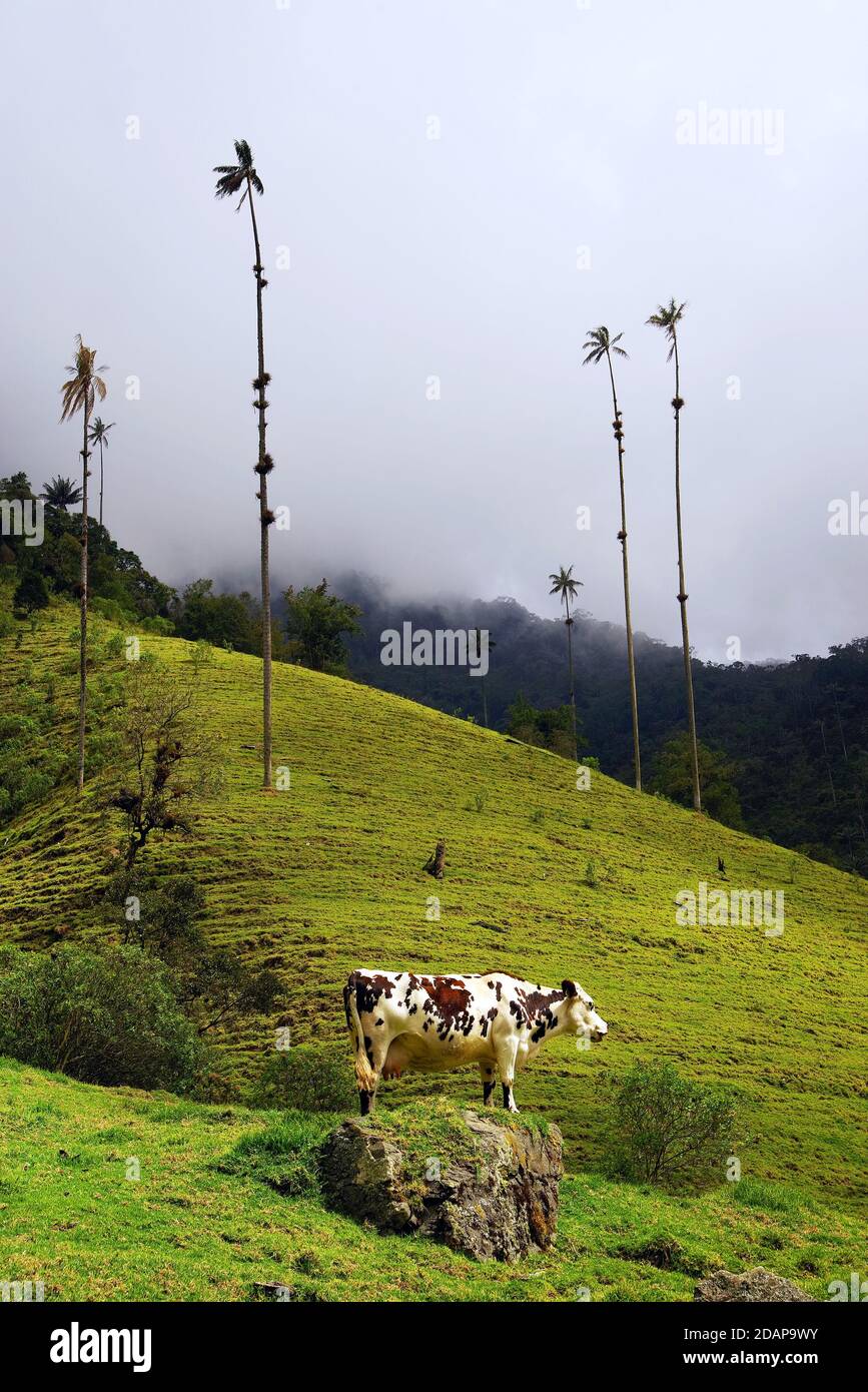 Scenic alpine landscape of Cocora valley, Salento, Colombia, South ...