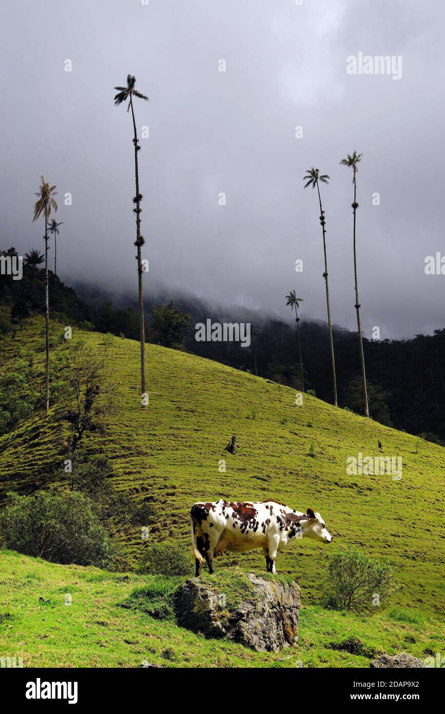 Scenic alpine landscape of Cocora valley, Salento, Colombia, South ...