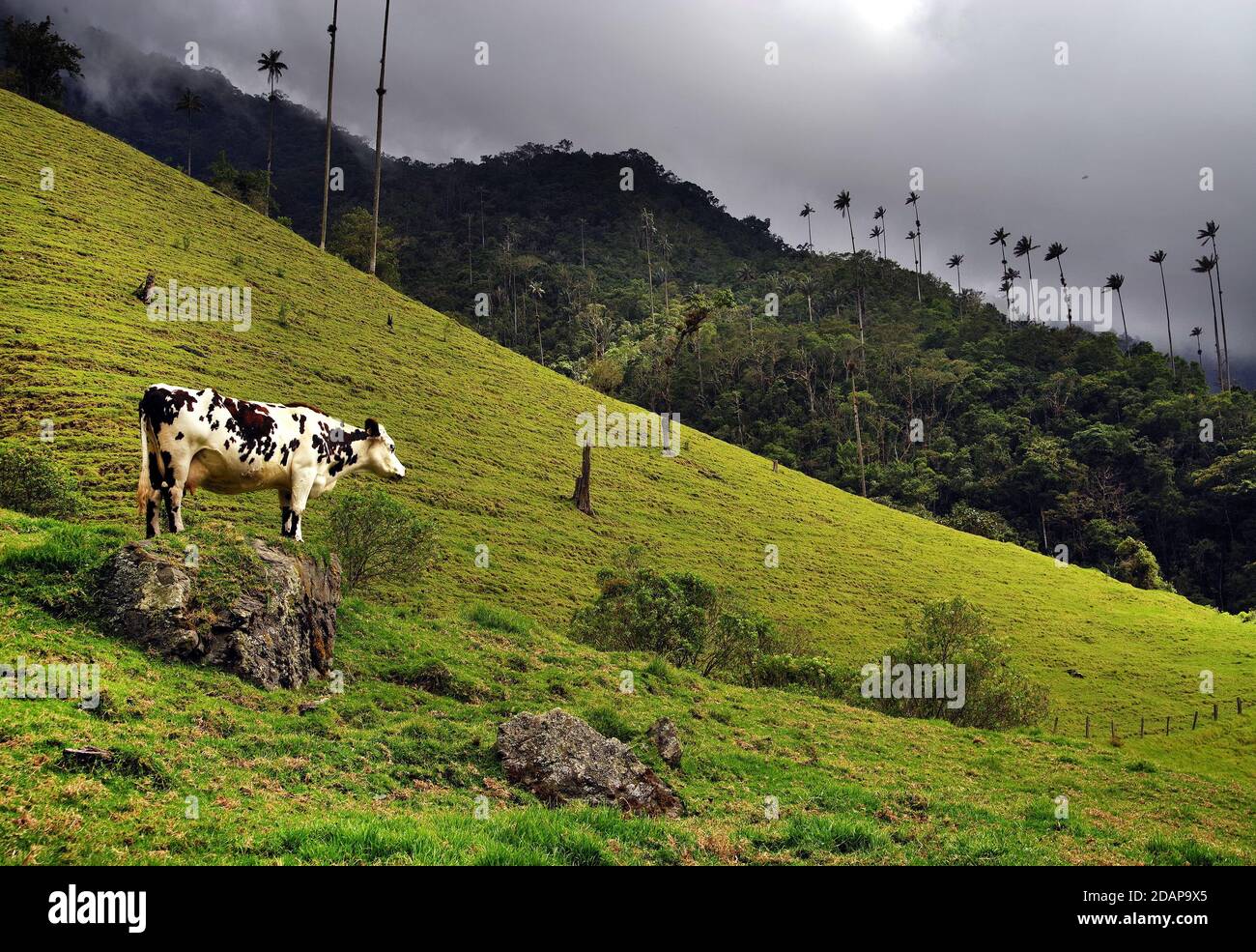 Scenic alpine landscape of Cocora valley, Salento, Colombia, South ...