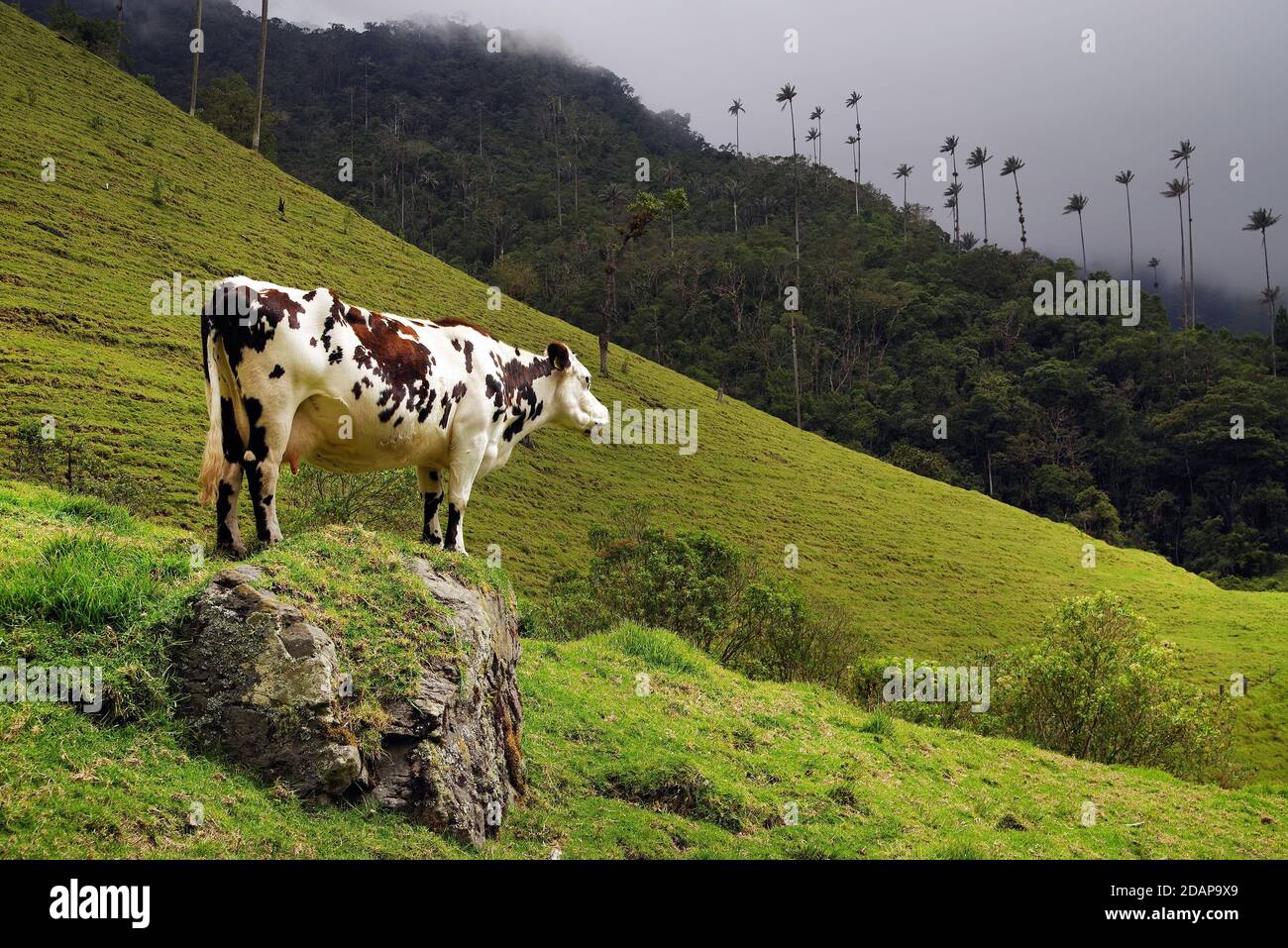 Scenic alpine landscape of Cocora valley, Salento, Colombia, South ...
