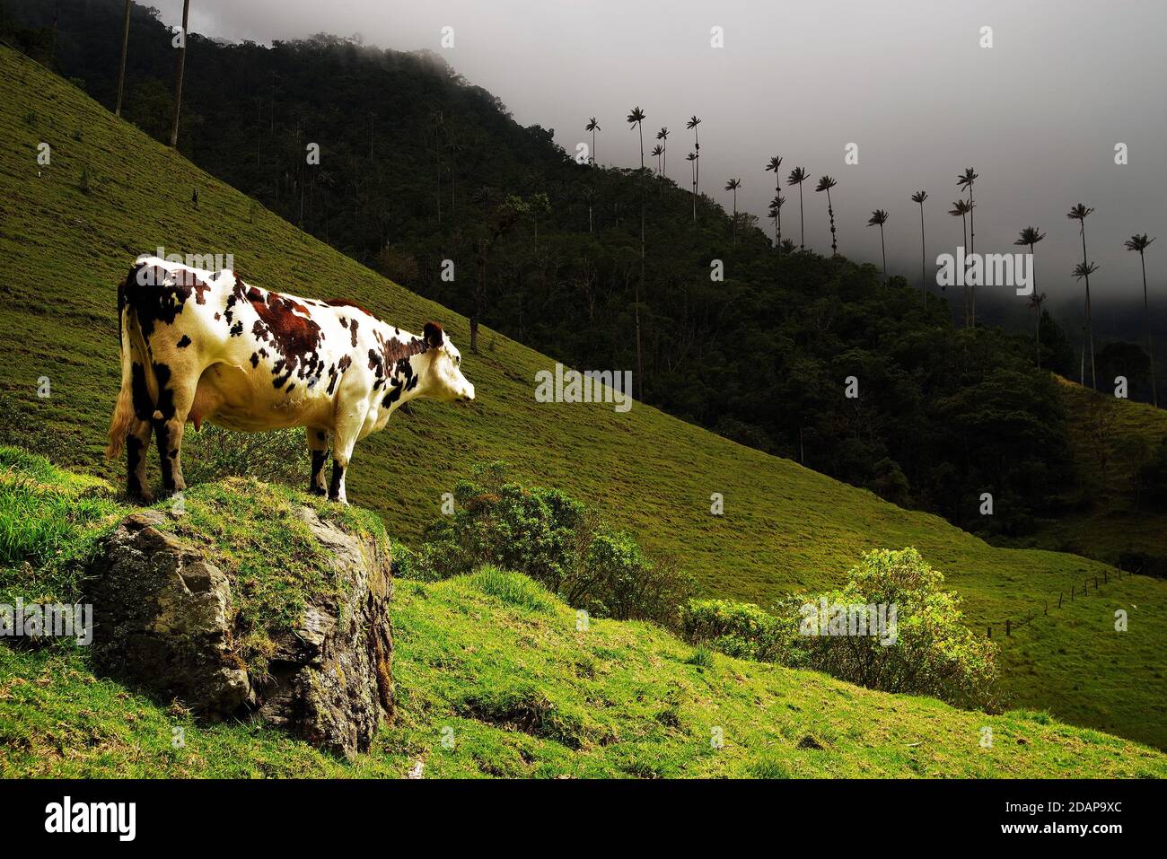 Scenic alpine landscape of Cocora valley, Salento, Colombia, South ...