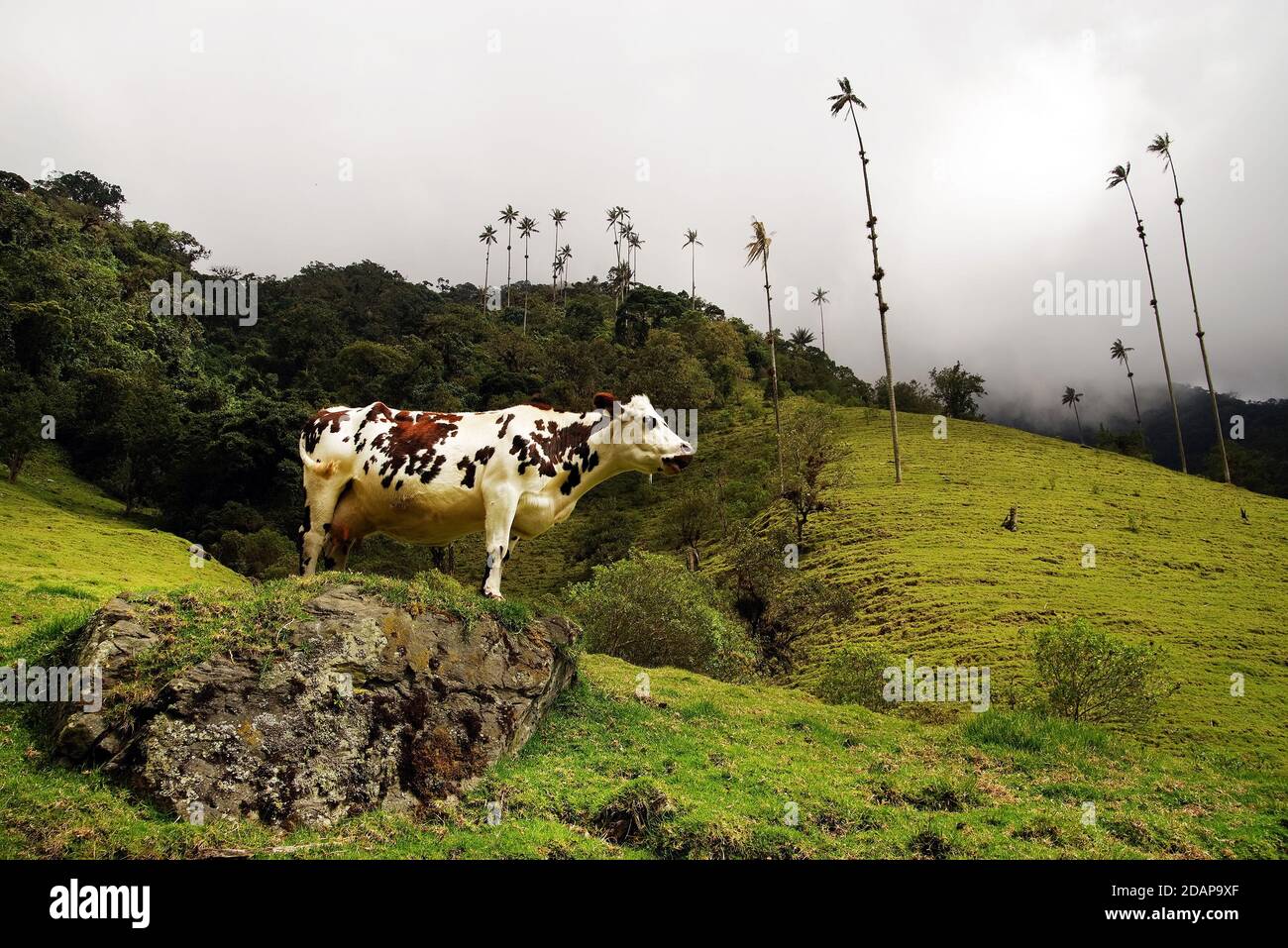 Scenic alpine landscape of Cocora valley, Salento, Colombia, South ...