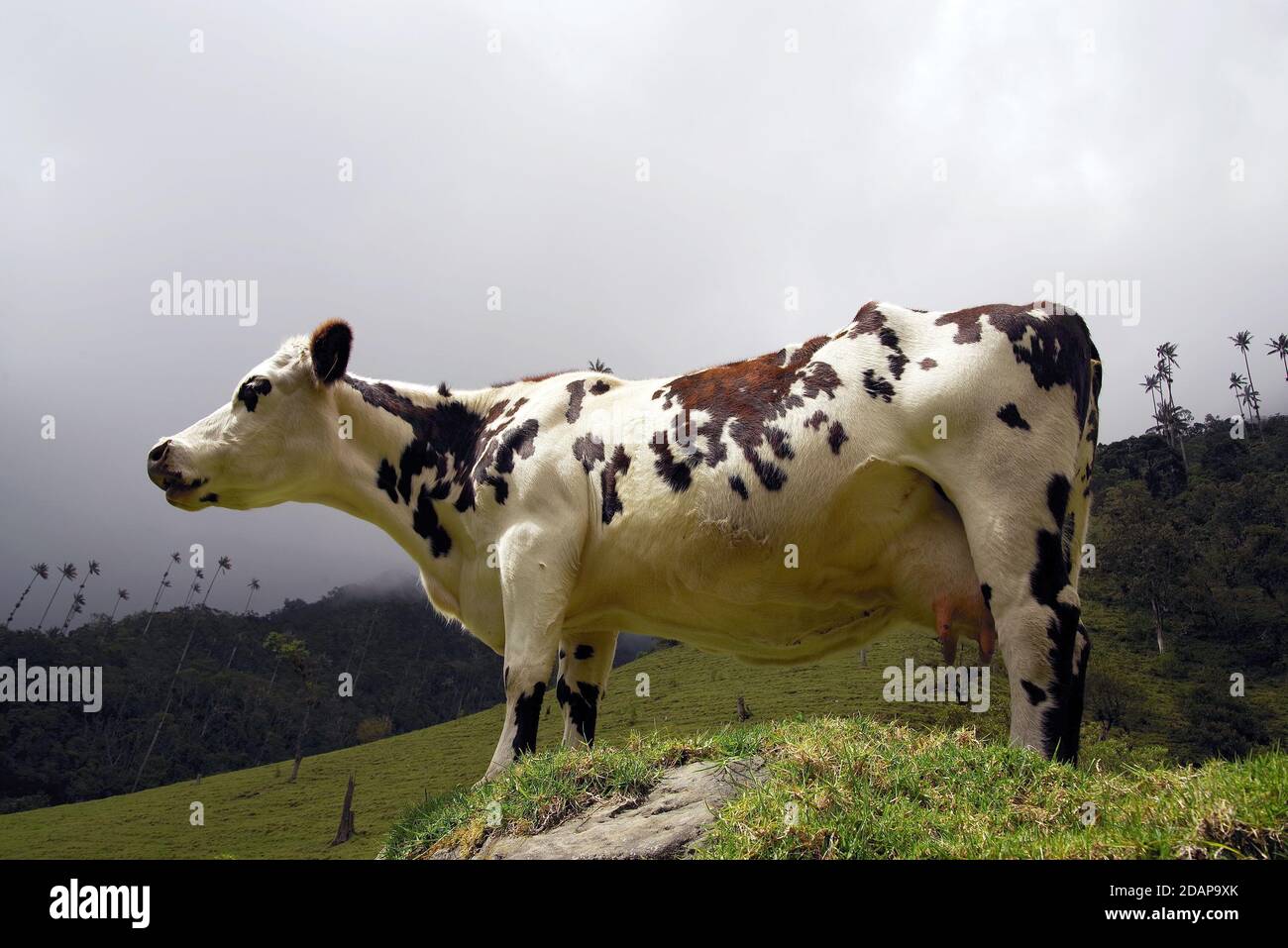 Scenic alpine landscape of Cocora valley, Salento, Colombia, South ...