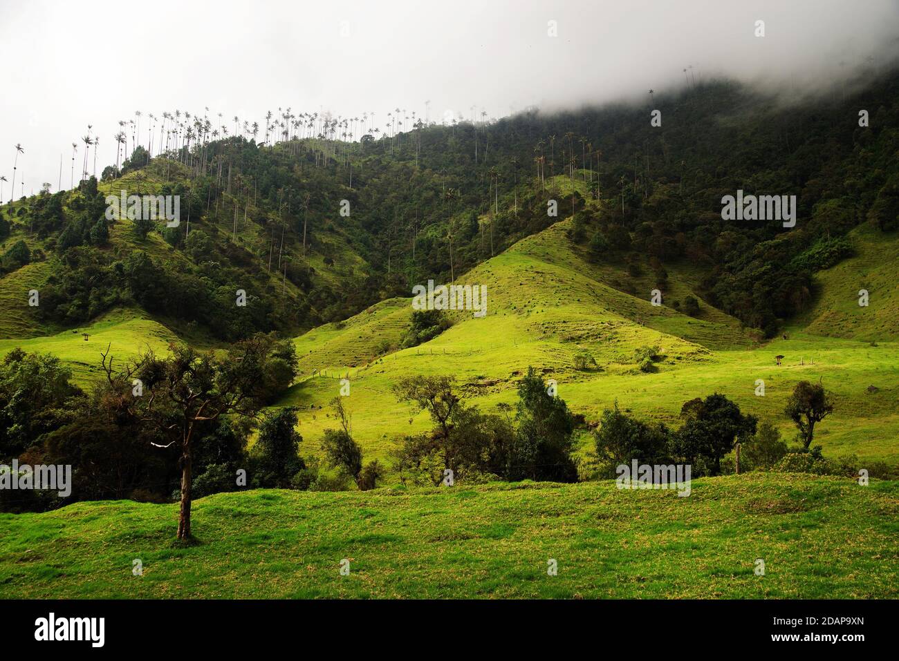 Scenic alpine landscape of Cocora valley, Salento, Colombia, South ...