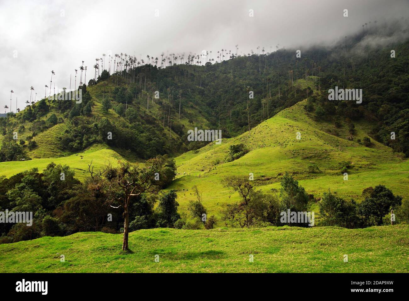 Scenic alpine landscape of Cocora valley, Salento, Colombia, South ...