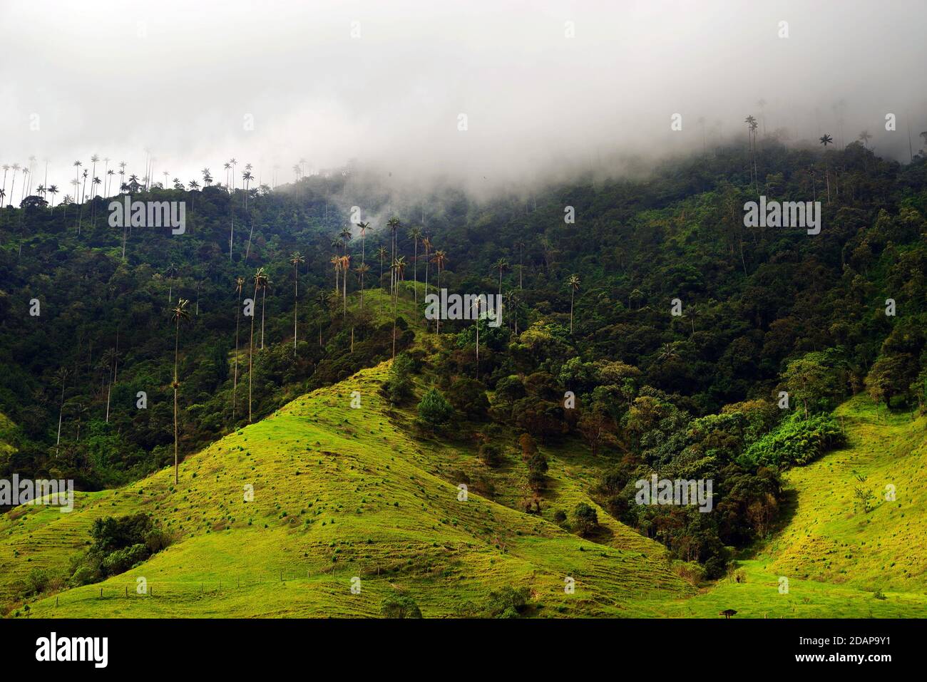 Scenic alpine landscape of Cocora valley, Salento, Colombia, South ...