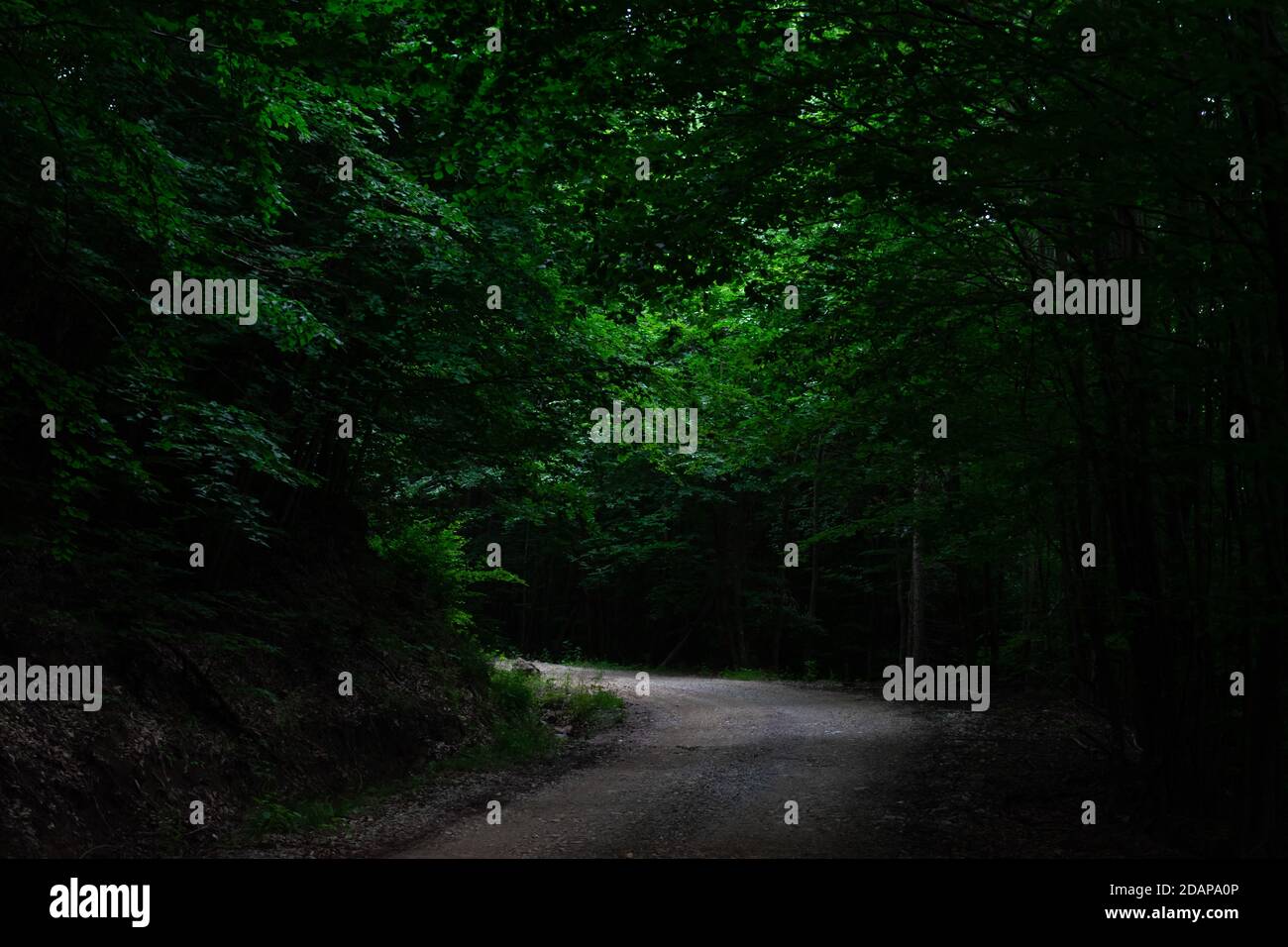 An empty path in a dark forest Stock Photo - Alamy
