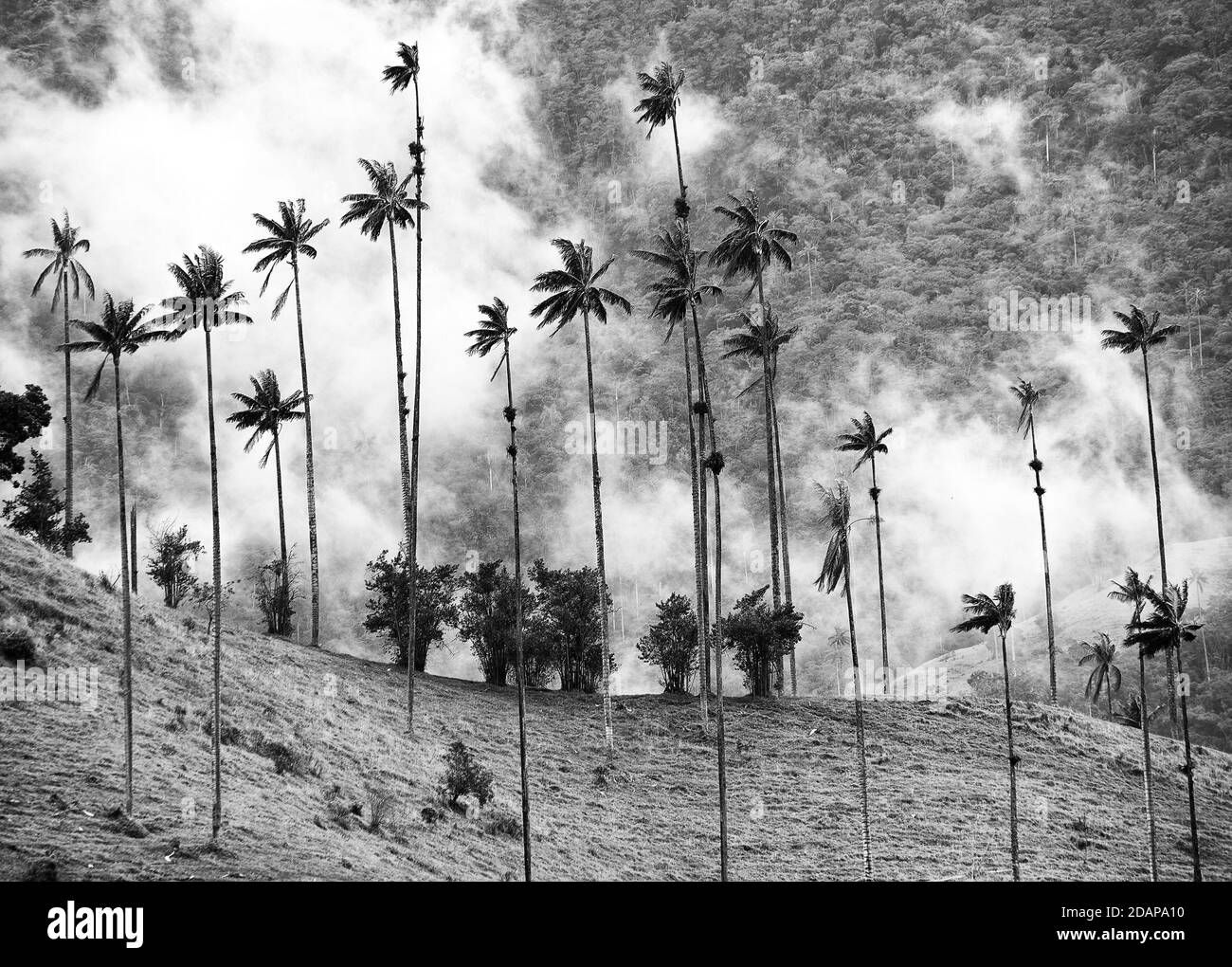 Scenic alpine landscape of Cocora valley, Salento, Colombia, South ...