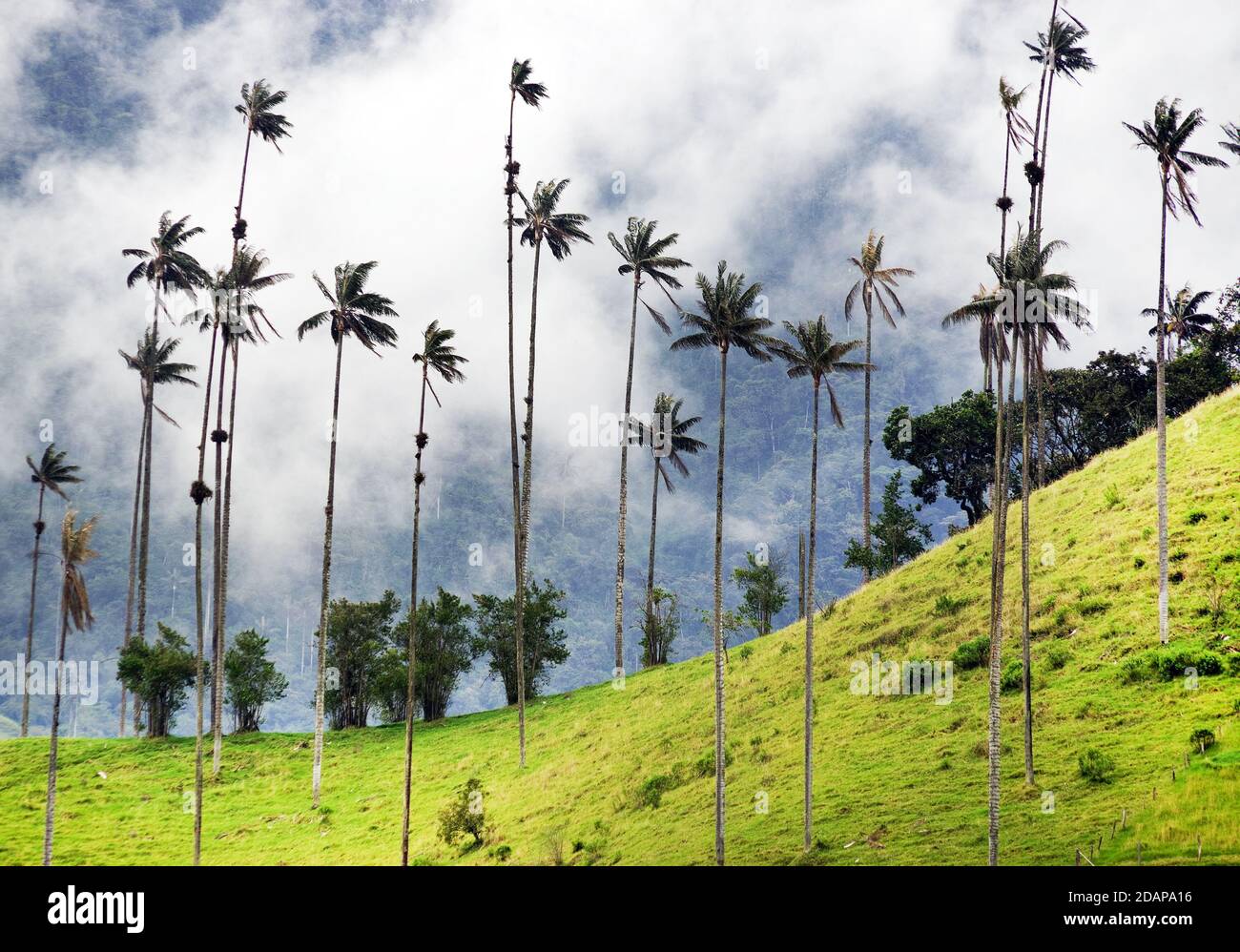 Scenic alpine landscape of Cocora valley, Salento, Colombia, South ...
