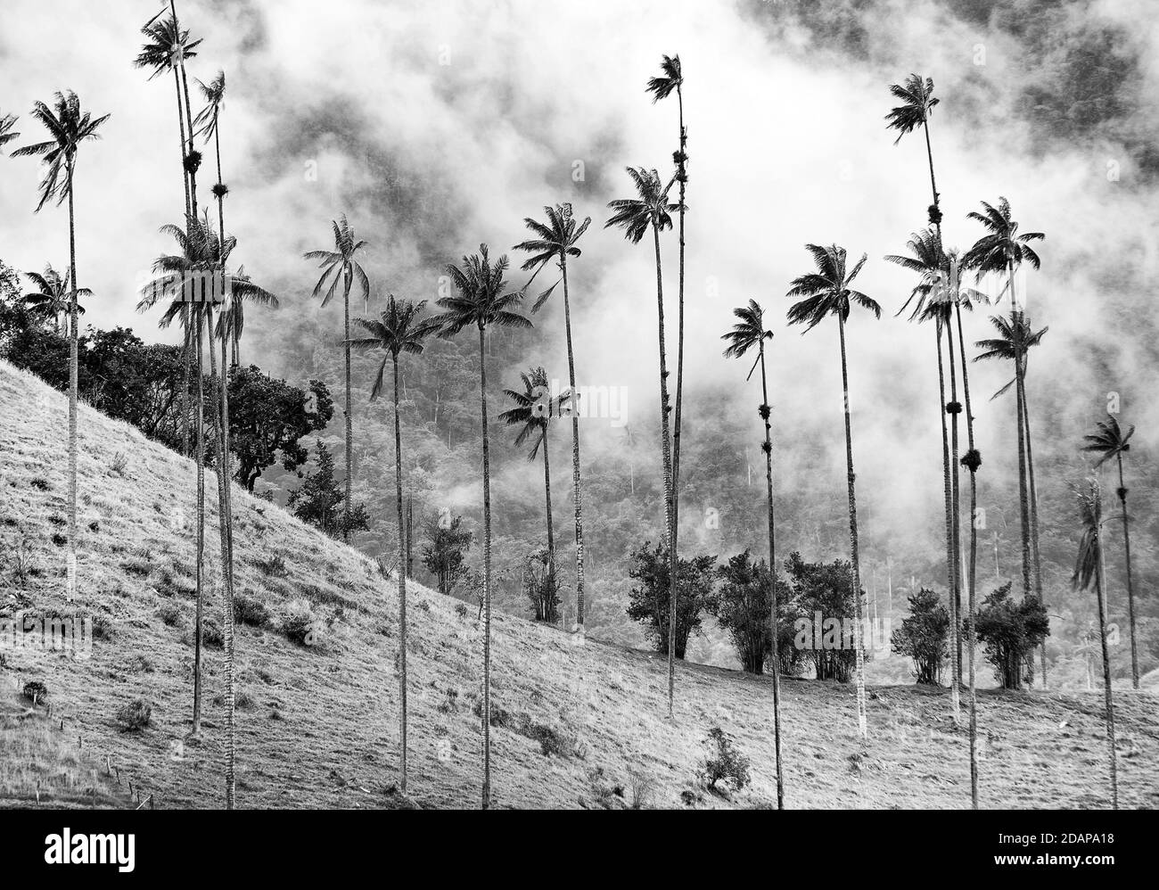 Scenic alpine landscape of Cocora valley, Salento, Colombia, South ...