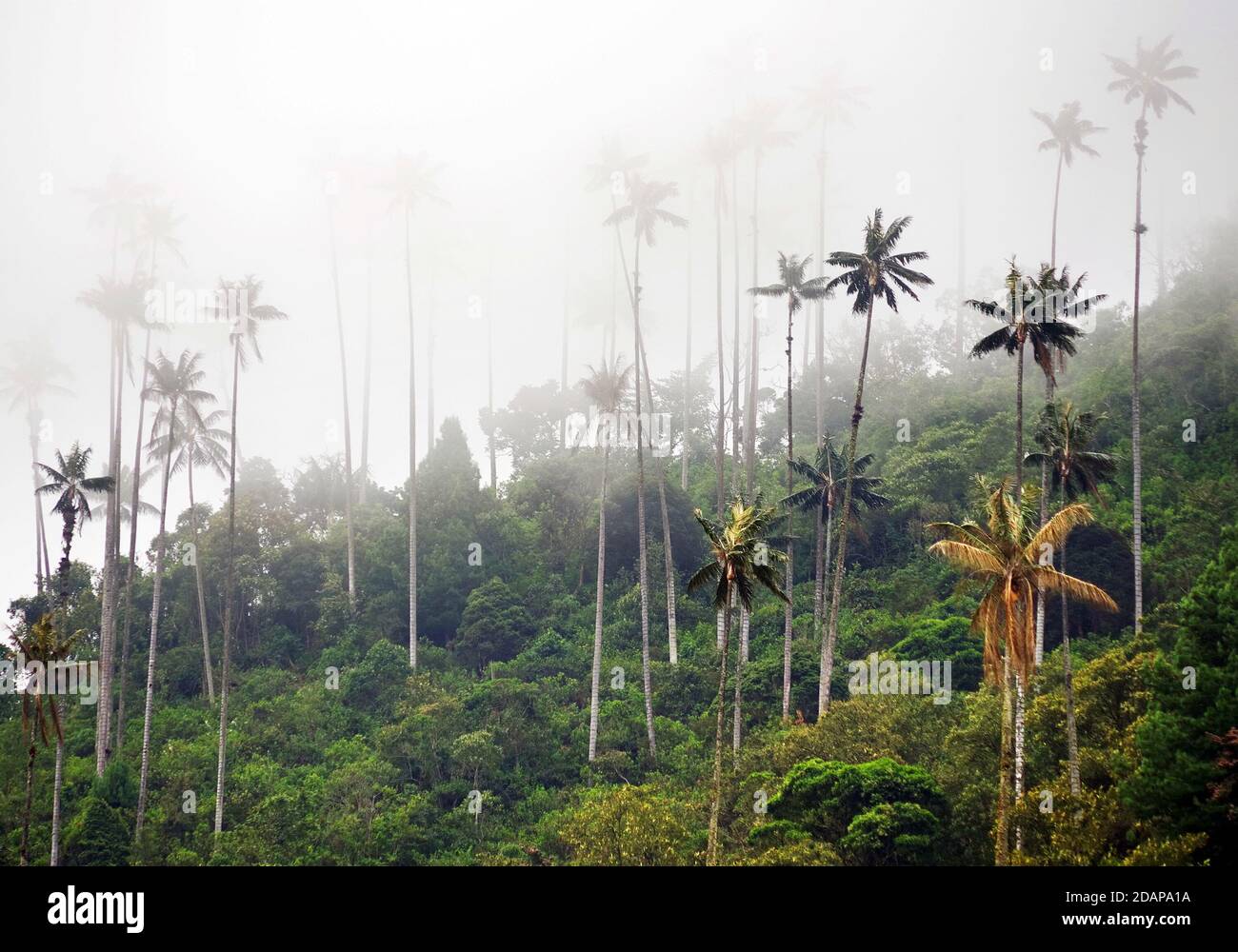 Scenic alpine landscape of Cocora valley, Salento, Colombia, South ...