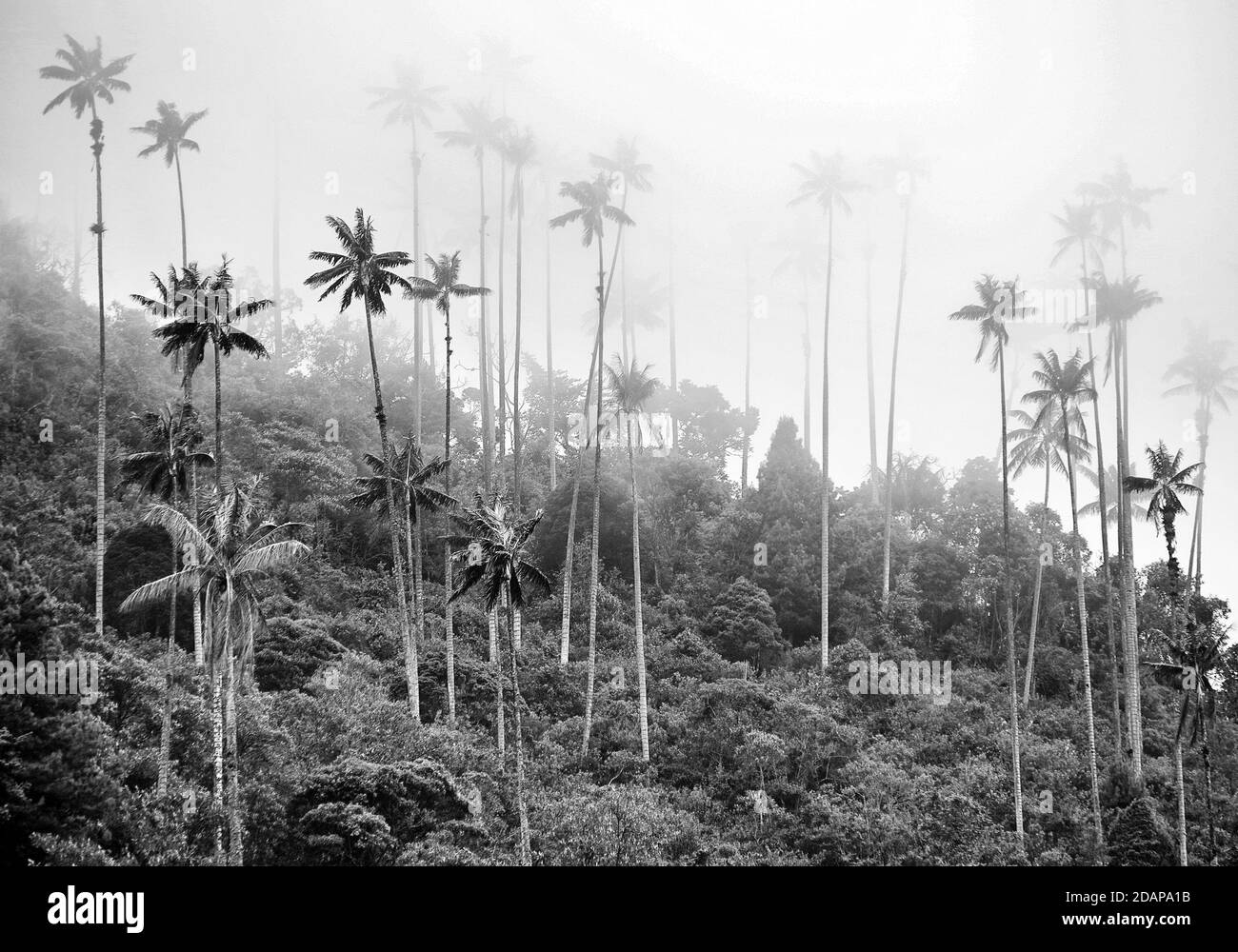 Scenic alpine landscape of Cocora valley, Salento, Colombia, South ...