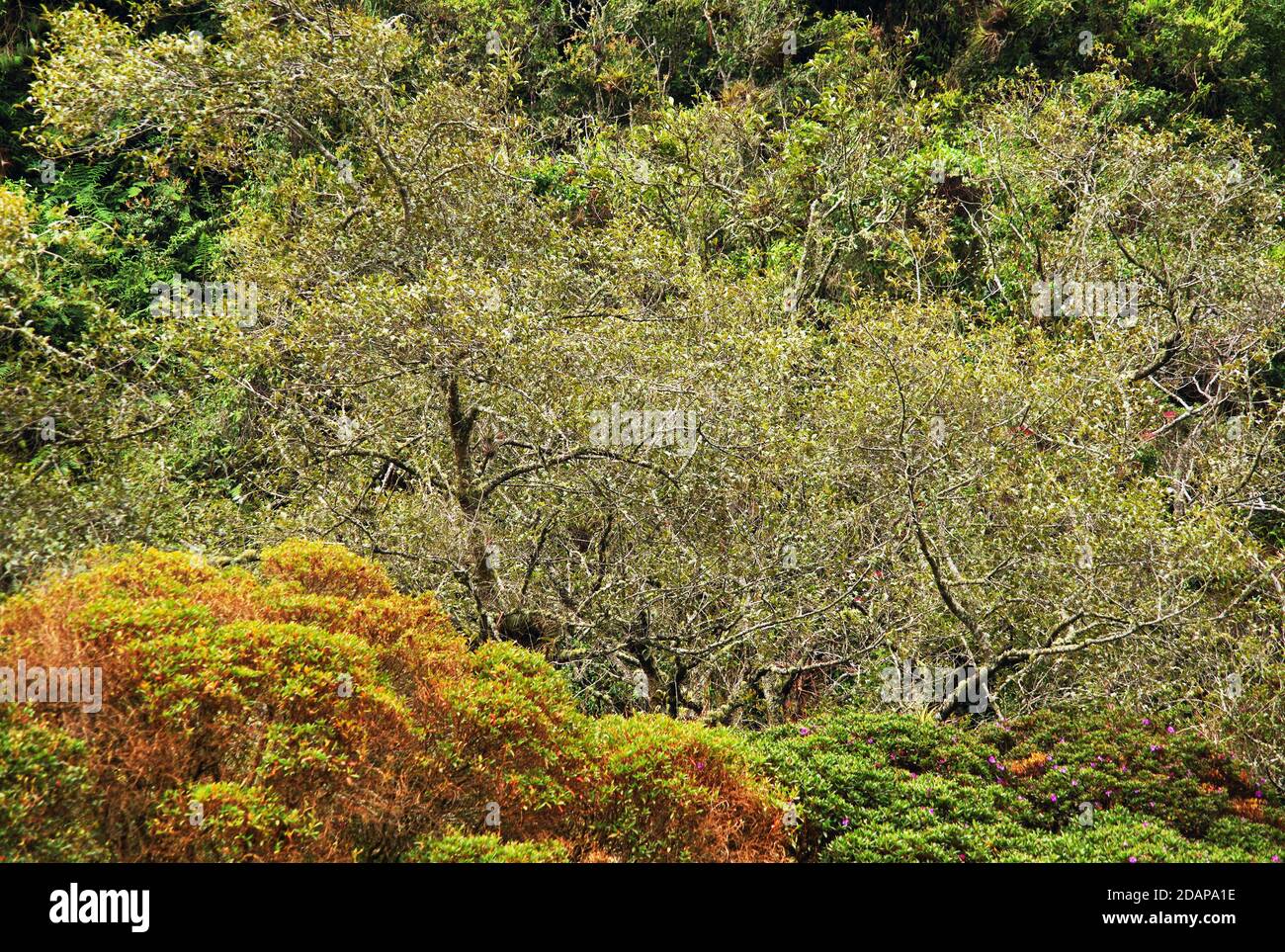 Scenic alpine landscape of Cocora valley, Salento, Colombia, South ...