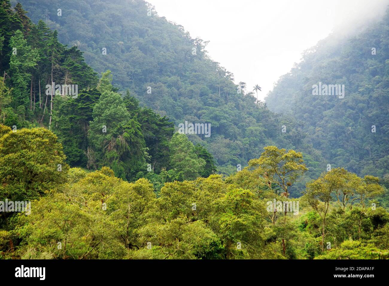 Scenic alpine landscape of Cocora valley, Salento, Colombia, South ...
