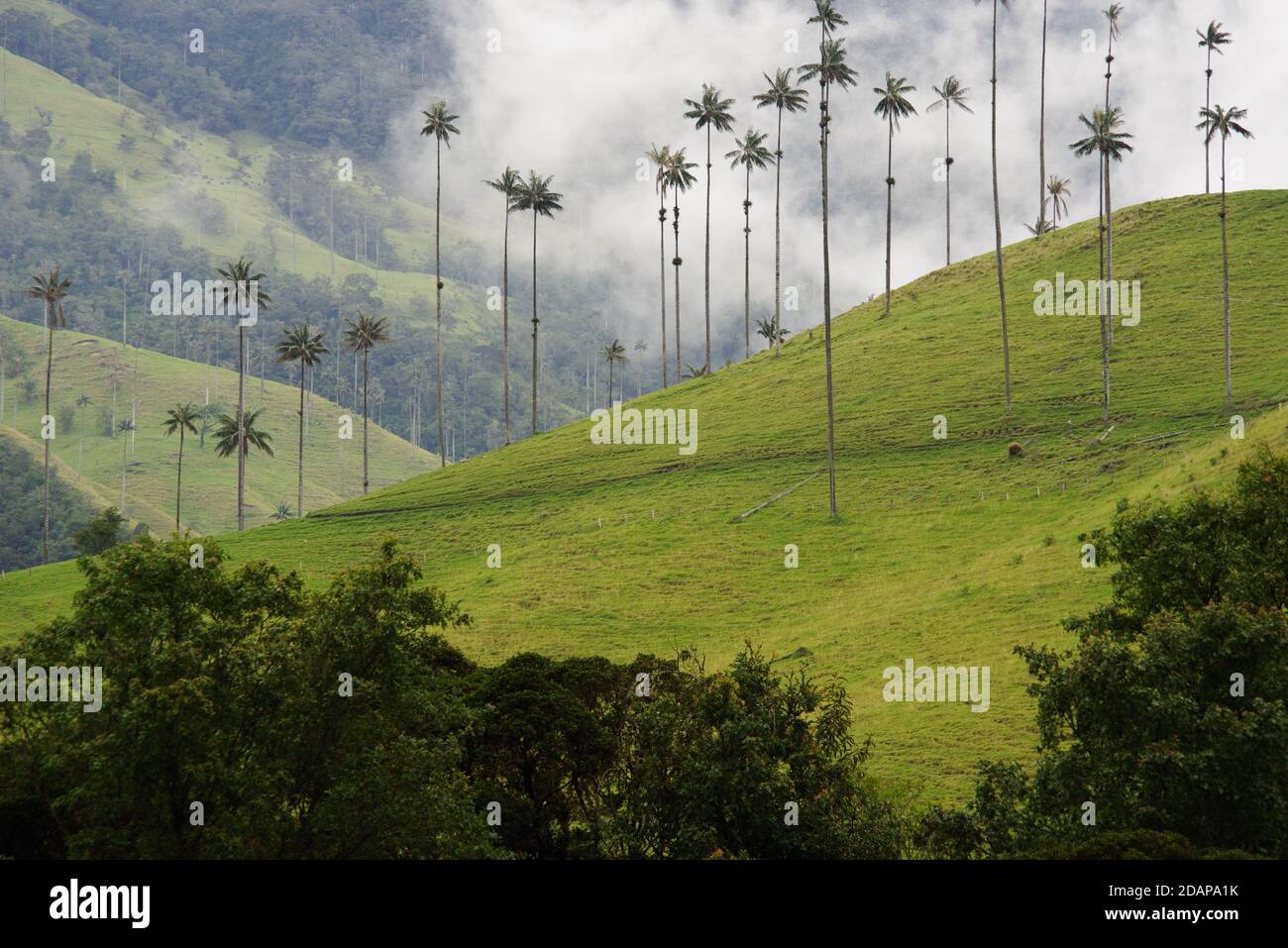 Scenic alpine landscape of Cocora valley, Salento, Colombia, South ...