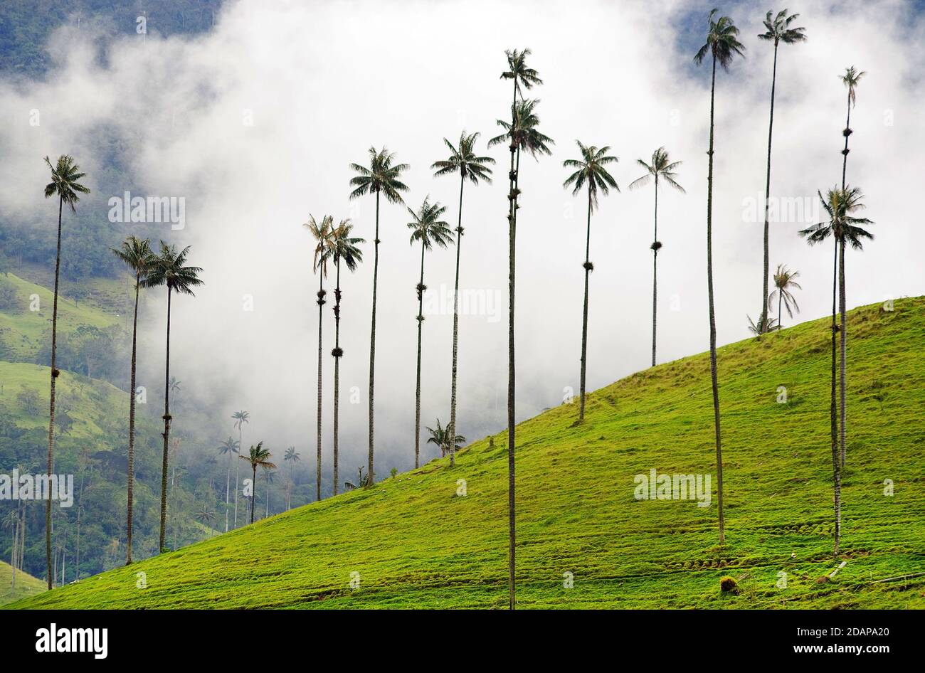 Scenic alpine landscape of Cocora valley, Salento, Colombia, South ...