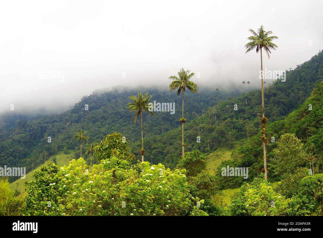 Scenic alpine landscape of Cocora valley, Salento, Colombia, South ...