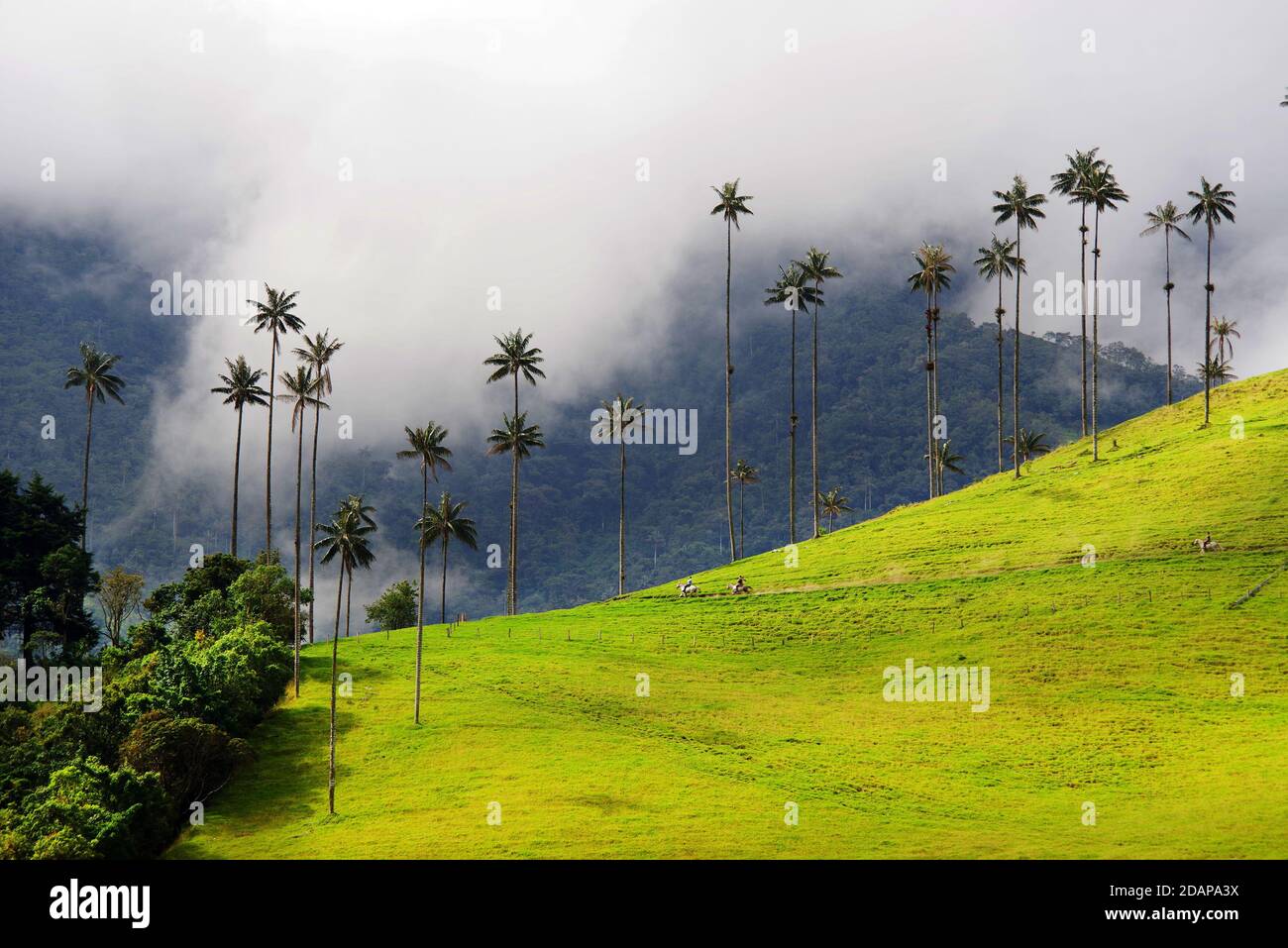 Scenic alpine landscape of Cocora valley, Salento, Colombia, South ...