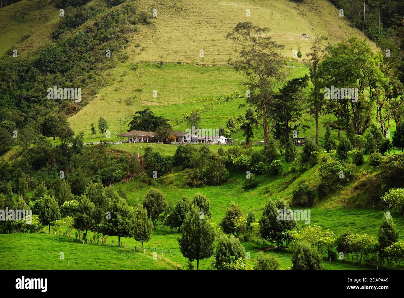 Scenic alpine landscape of Cocora valley, Salento, Colombia, South ...