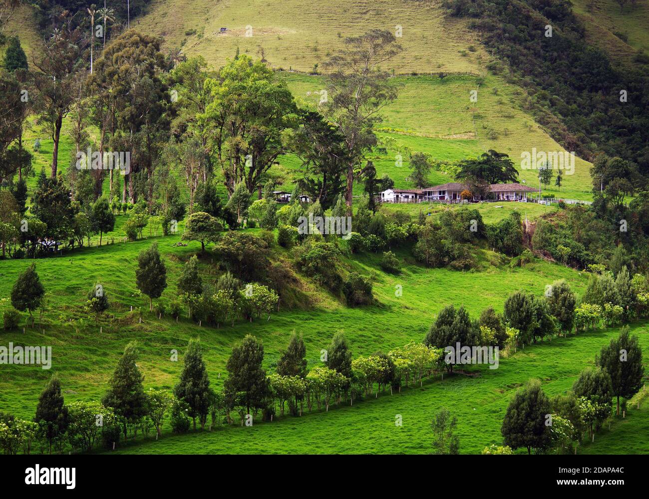Scenic alpine landscape of Cocora valley, Salento, Colombia, South ...
