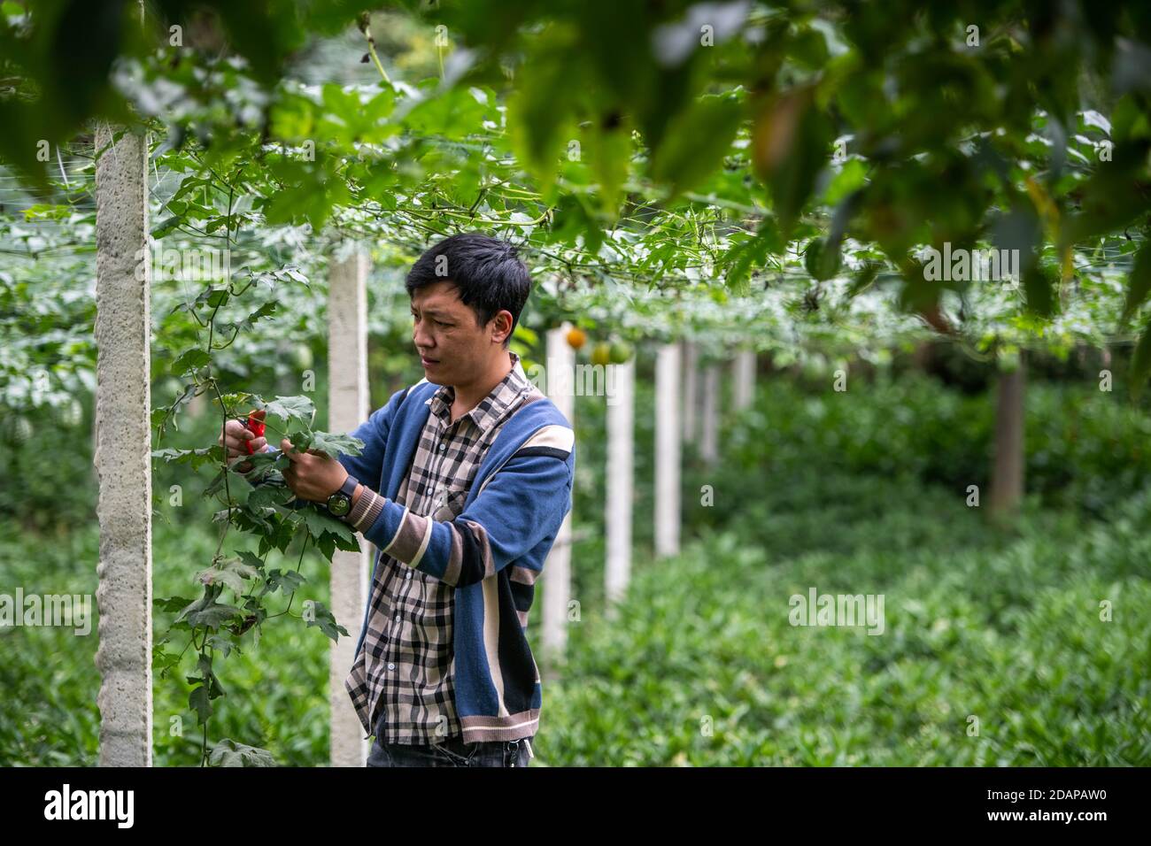 (201114) -- KUNMING, Nov. 14, 2020 (Xinhua) -- A villager works at a ...