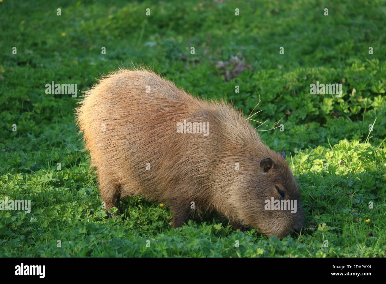 Cute capybara hi-res stock photography and images - Alamy