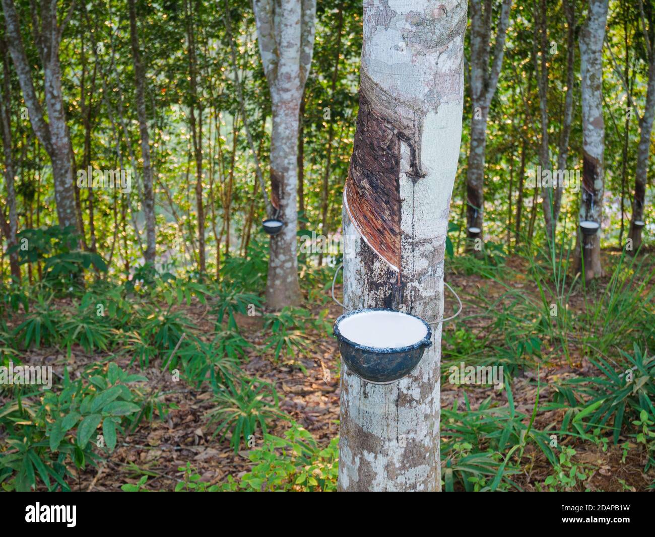 Harvesting latex from rubber trees hi-res stock photography and images ...
