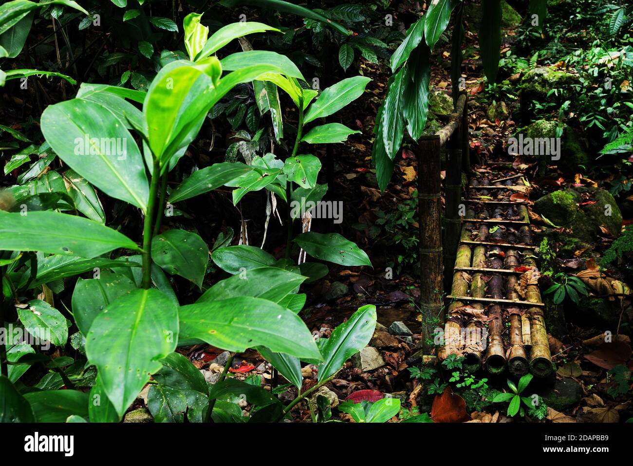 Jungle path in Cordiliera Central, Colombia, South America Stock Photo ...