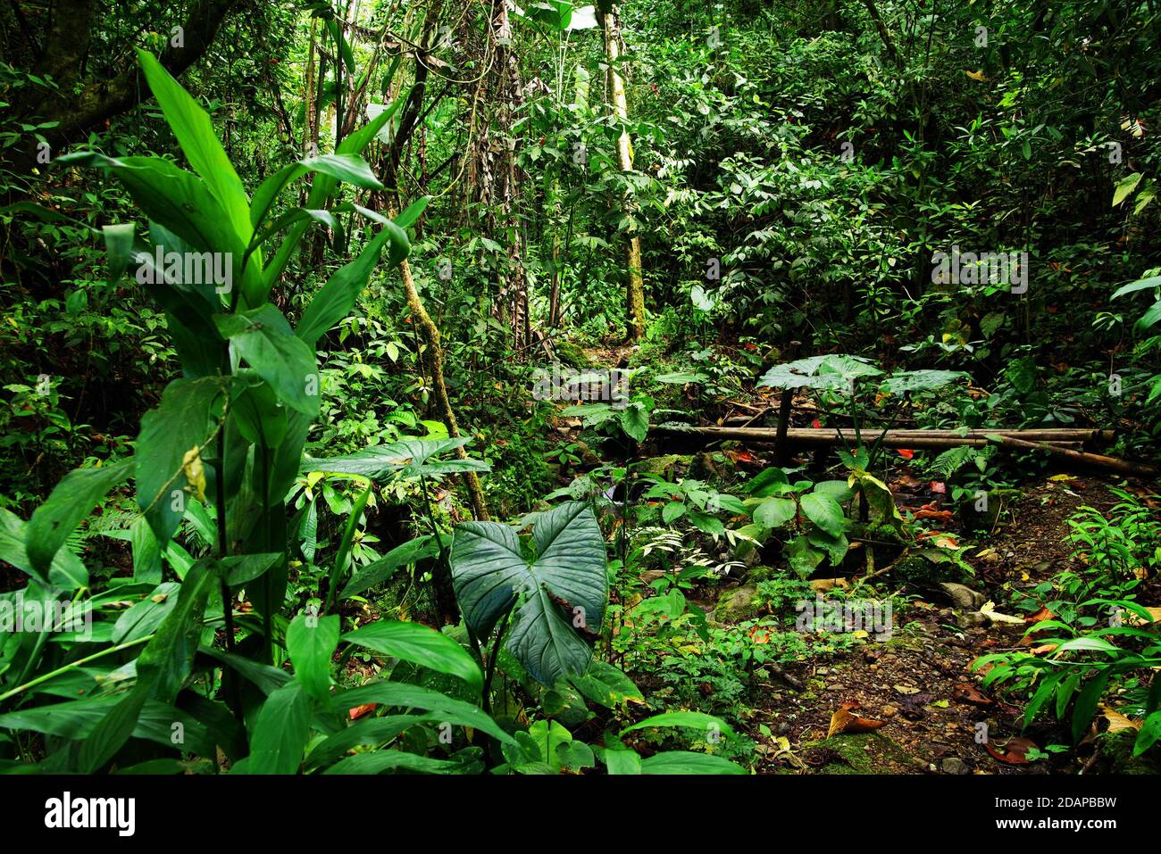 Jungle path in Cordiliera Central, Colombia, South America Stock Photo ...