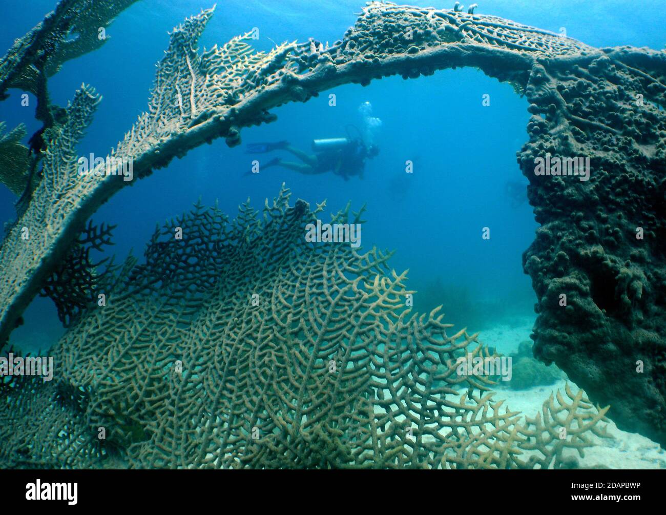 Beautiful shot of a diver in the deep-sea with reefs Stock Photo - Alamy