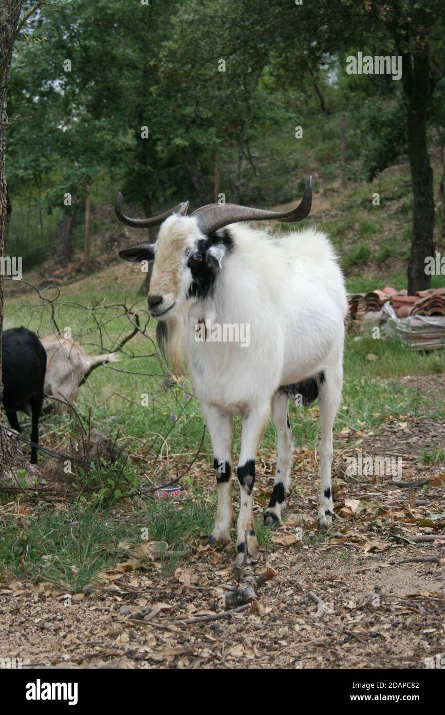 Lop eared goat hi-res stock photography and images - Alamy