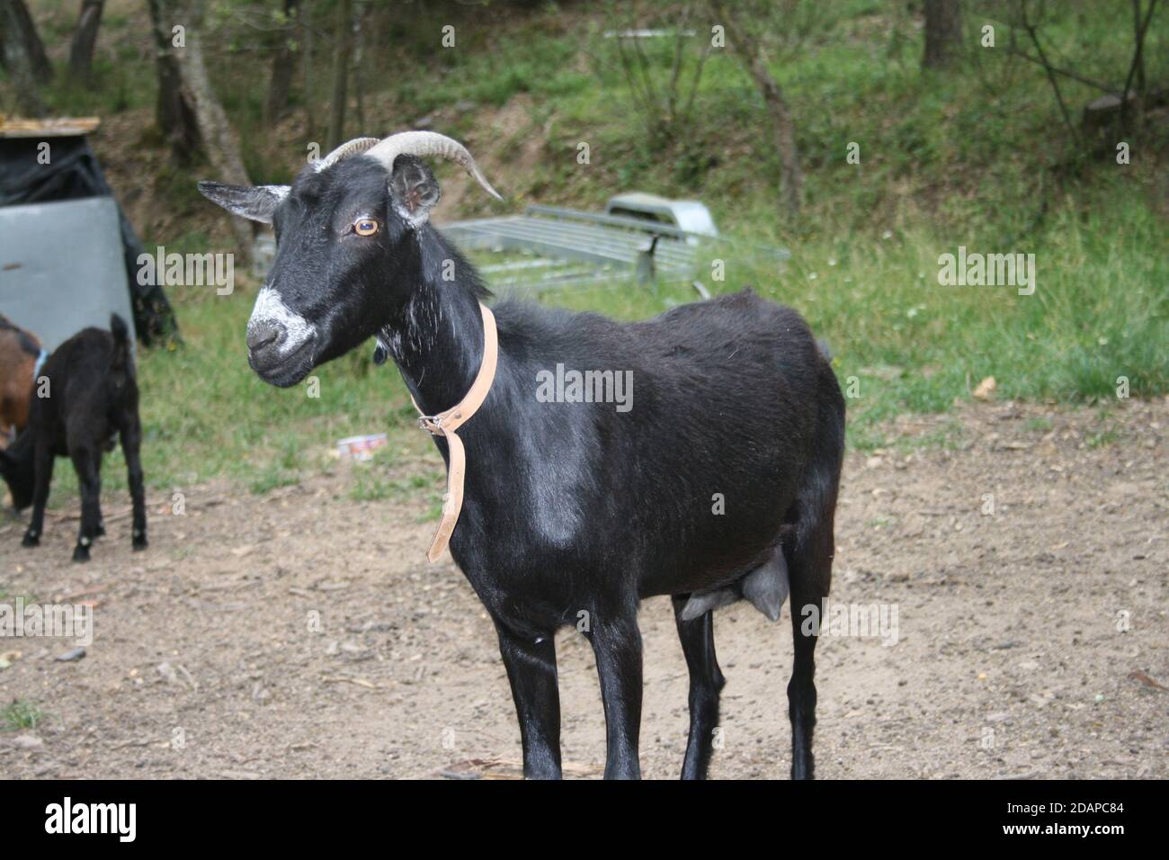 Lop eared goat hi-res stock photography and images - Alamy