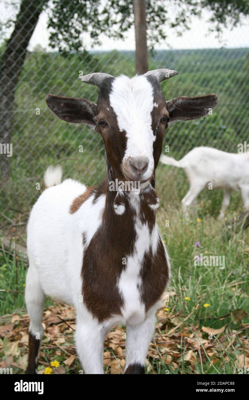 Lop eared goat hi-res stock photography and images - Alamy