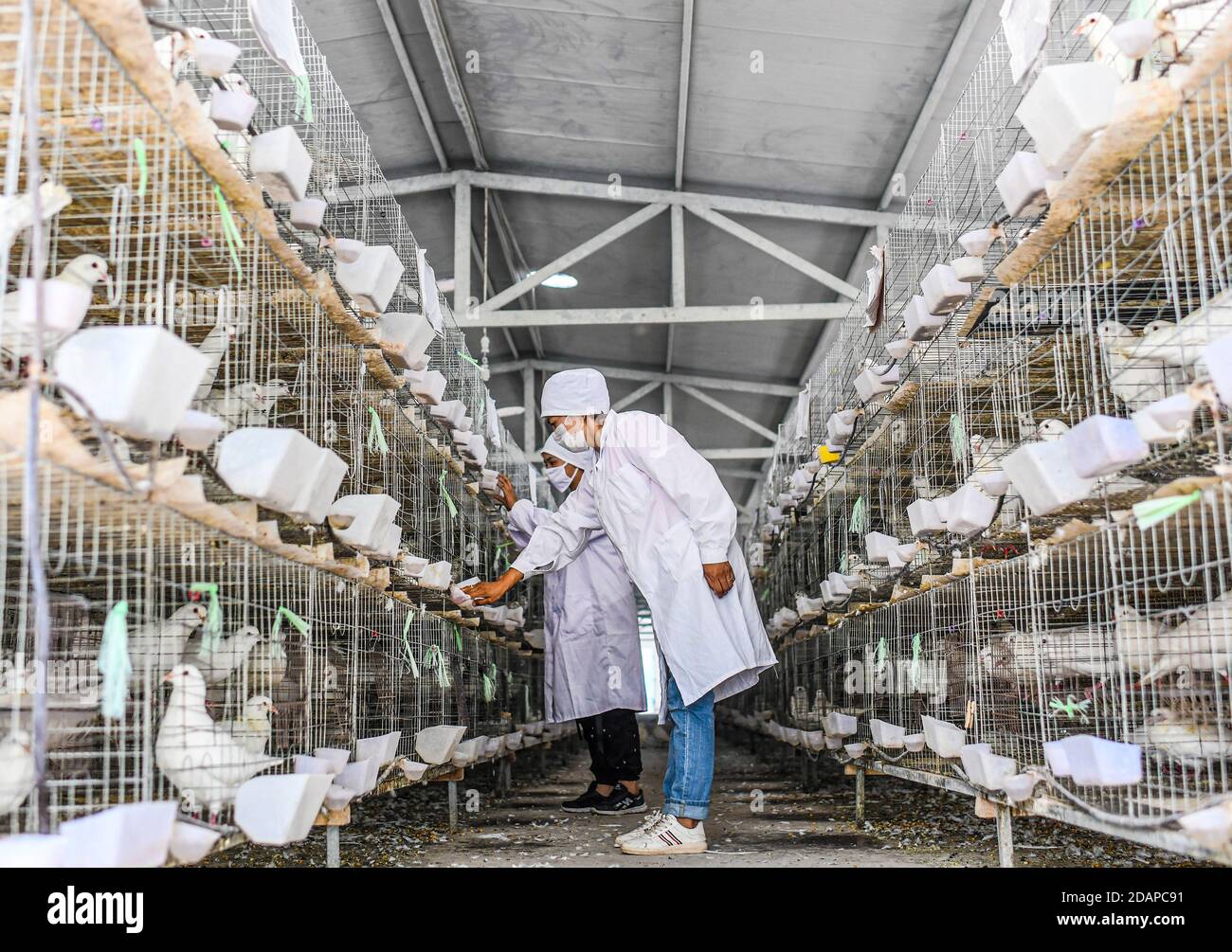 Pigeon breeding 2020 hi-res stock photography and images - Alamy