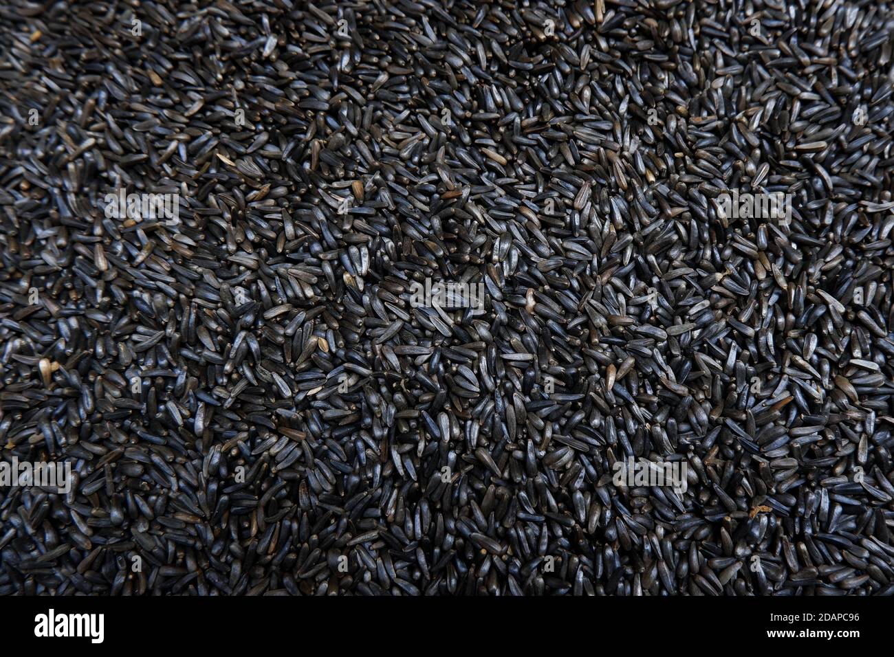 Closeup of a heap of niger seeds, seamless texture Stock Photo - Alamy